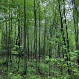 Deep Run Park Trails, Virginia - 1,306 Reviews, Map | AllTrails