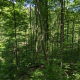 Plateau Trail, Ohio - 3,434 Reviews, Map | AllTrails