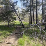 Bar Island Trail, Maine - 2,800 Reviews, Map | AllTrails