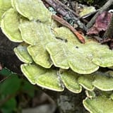 Redden State Forest Loop, Delaware - 368 Reviews, Map | AllTrails