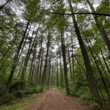 Redden State Forest Loop, Delaware - 368 Reviews, Map | AllTrails