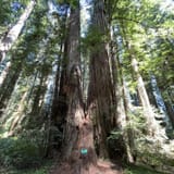 Stout Memorial Grove Trail, California - 2,510 Reviews, Map | AllTrails