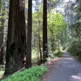 Stout Memorial Grove Trail, California - 2,510 Reviews, Map | AllTrails