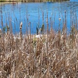 Spring Creek Marina Loop, Nevada - 11 Reviews, Map | AllTrails