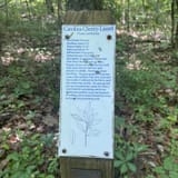 Moss Rock Preserve Trail, Alabama - 1,177 Reviews, Map | AllTrails