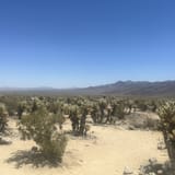 Cholla Cactus Garden, California - 2,351 Reviews, Map | AllTrails