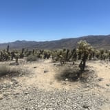 Cholla Cactus Garden, California - 2,351 Reviews, Map | AllTrails