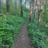 Buffalo Mountain Trail, Virginia - 736 Reviews, Map | AllTrails