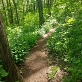 Buffalo Mountain Trail, Virginia - 736 Reviews, Map | AllTrails