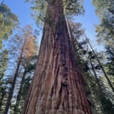 Big Trees Trail, California - 1,695 Reviews, Map | AllTrails
