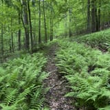 Struble Trail, Pennsylvania - 1,085 Reviews, Map | AllTrails