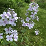 Struble Trail, Pennsylvania - 1,085 Reviews, Map | AllTrails