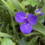 Struble Trail, Pennsylvania - 1,085 Reviews, Map | AllTrails