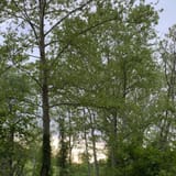 Struble Trail, Pennsylvania - 1,085 Reviews, Map | AllTrails