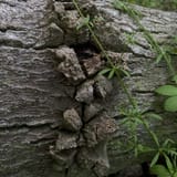 Struble Trail, Pennsylvania - 1,085 Reviews, Map | AllTrails