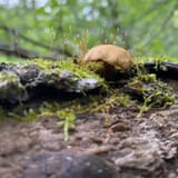 Struble Trail, Pennsylvania - 1,085 Reviews, Map | AllTrails