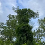 Struble Trail, Pennsylvania - 1,085 Reviews, Map | AllTrails