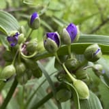 Struble Trail, Pennsylvania - 1,085 Reviews, Map | AllTrails