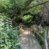 Two Trees Trail, California - 1,419 Reviews, Map | AllTrails