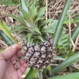 Mahana Ridge Trail, Maui, Hawaii - 1,283 Reviews, Map | AllTrails