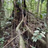 Mahana Ridge Trail, Maui, Hawaii - 1,283 Reviews, Map | AllTrails