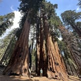 Congress Trail, California - 2,873 Reviews, Map | AllTrails