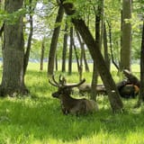 Busse Woods Loop Trail, Illinois - 2,776 Reviews, Map | AllTrails