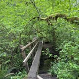 Big Tree Ridge Trail, Washington - 584 Reviews, Map | AllTrails