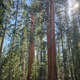 General Sherman Tree Trail, California - 2,833 Reviews, Map | AllTrails