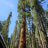General Sherman Tree Trail, California - 2,817 Reviews, Map | AllTrails
