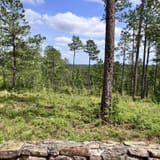 Longleaf Vista Interpretive Trail, Louisiana - 306 Reviews, Map | AllTrails