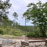 Longleaf Vista Interpretive Trail, Louisiana - 306 Reviews, Map | AllTrails