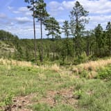 Longleaf Vista Interpretive Trail, Louisiana - 285 Reviews, Map | AllTrails