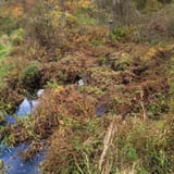 Pawcatuck River Loop, Rhode Island - 251 Reviews, Map | AllTrails