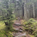 Mount Cardigan Loop Trail, New Hampshire - 2,042 Reviews, Map | AllTrails