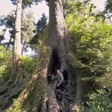 Cathedral Tree Trail, Oregon - 1,002 Reviews, Map | AllTrails