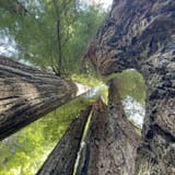 Tall Trees Grove Loop Trail, California - 2,253 Reviews, Map | AllTrails