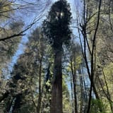 Tall Trees Grove Loop Trail, California - 2,253 Reviews, Map | AllTrails