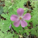 Nolte State Park Deep Lake, Washington - 609 Reviews, Map | AllTrails
