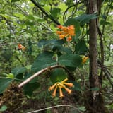 Nolte State Park Deep Lake, Washington - 609 Reviews, Map | AllTrails