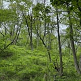 Limberlost Trail, Virginia - 907 Reviews, Map | AllTrails