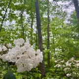 Hidden Arch Trail, Kentucky - 1,081 Reviews, Map | AllTrails