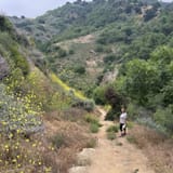 Towsley Canyon Loop Trail, California - 3,869 Reviews, Map | AllTrails