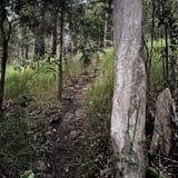 Pages Pinnacle , Queensland, Australia - 1,452 Reviews, Map | AllTrails