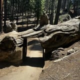 Congress Trail, California - 2,873 Reviews, Map | AllTrails