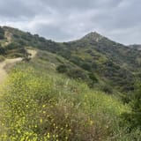 Runyon Canyon Trail, California - 8,233 Reviews, Map | AllTrails