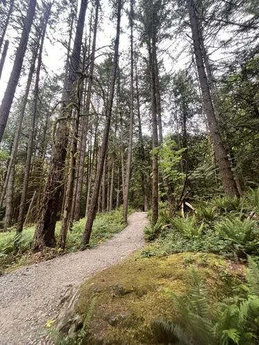 Best Forest Trails in Minnekhada Regional Park | AllTrails