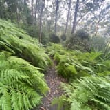 Stanwell Tops, New South Wales, Australia - 52 Reviews, Map | AllTrails