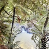 Cossey Massey Loop Track, Auckland, New Zealand - 889 Reviews, Map ...