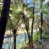 Cossey Massey Loop Track, Auckland, New Zealand - 889 Reviews, Map ...